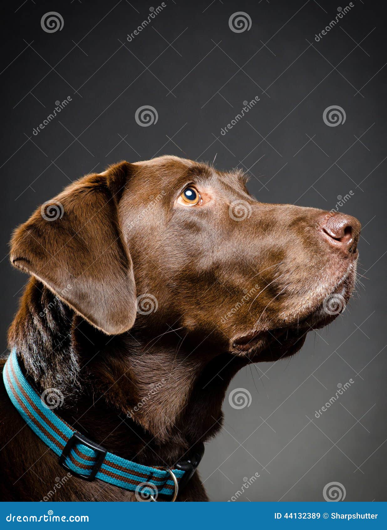 Chocolate lab stock image. Image of eyes, hair, family - 44132389