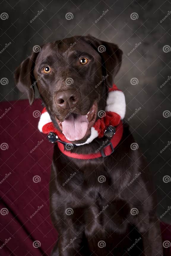 Chocolate Lab with Jingle Collar Stock Image - Image of collar, jingle ...
