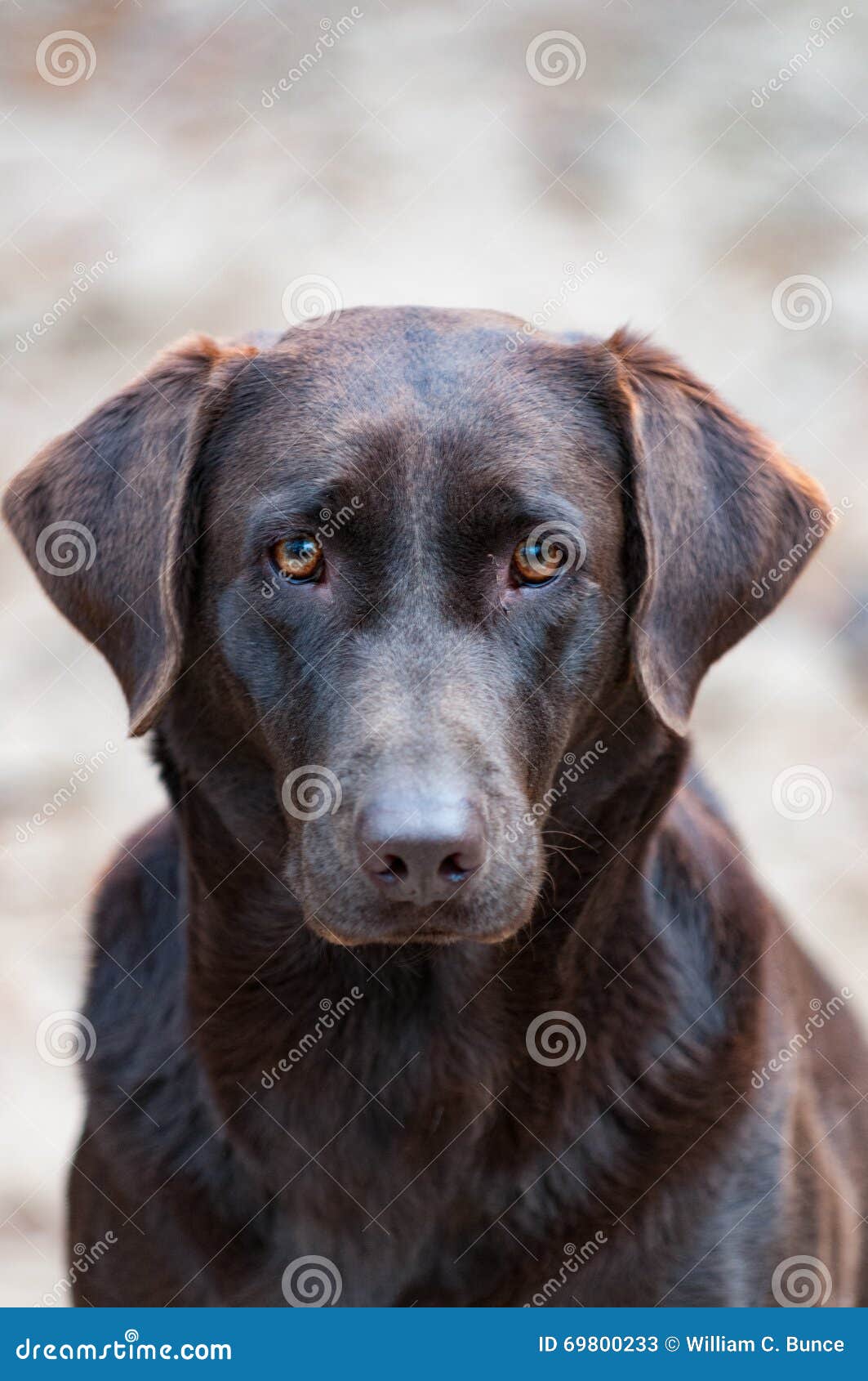 Chocolate Lab stock image. Image of retriever, cute, vertical - 69800233