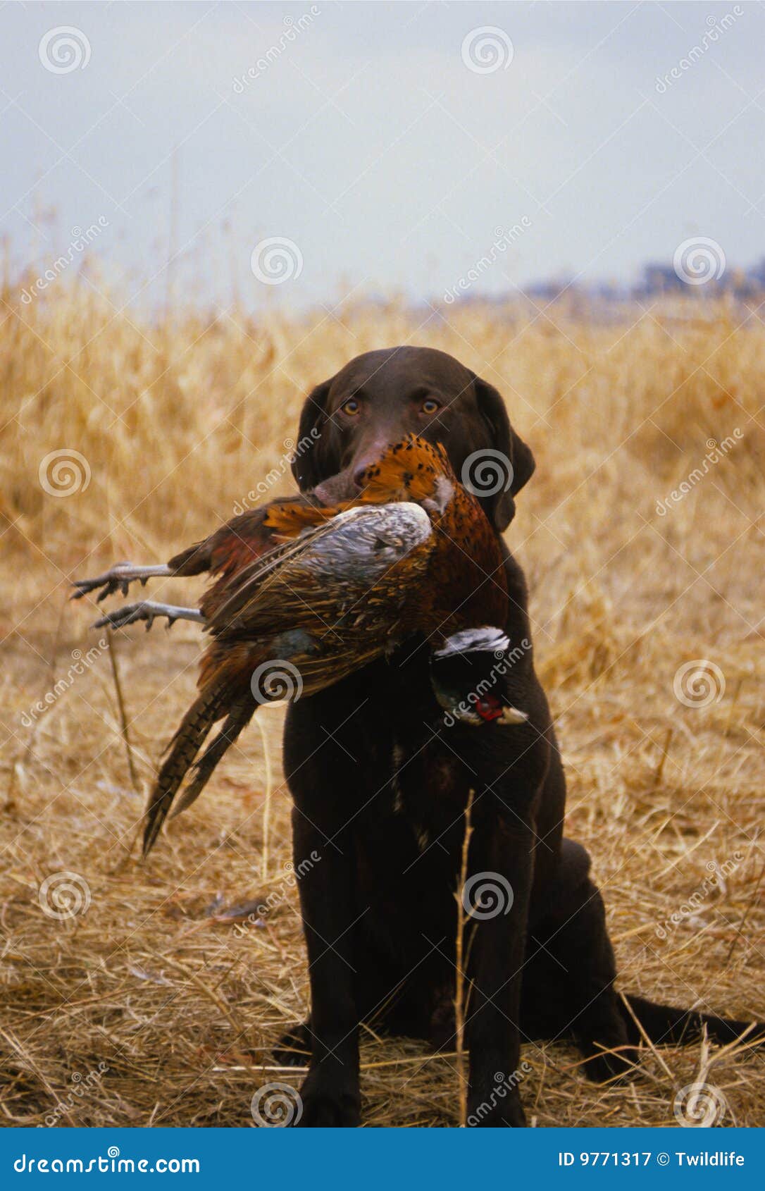 Chocolate Lab Hunting