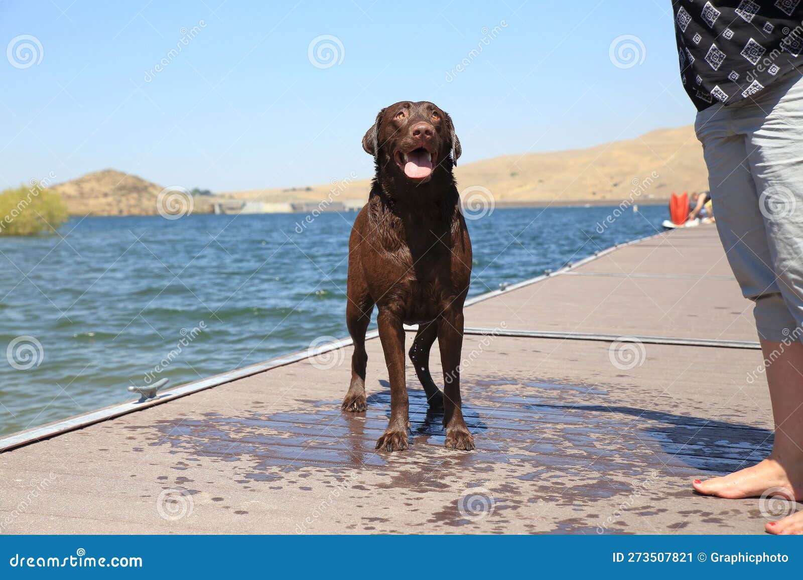 Chocolate Lab Playing on a Dock with Her Owner Stock Image - Image of ...