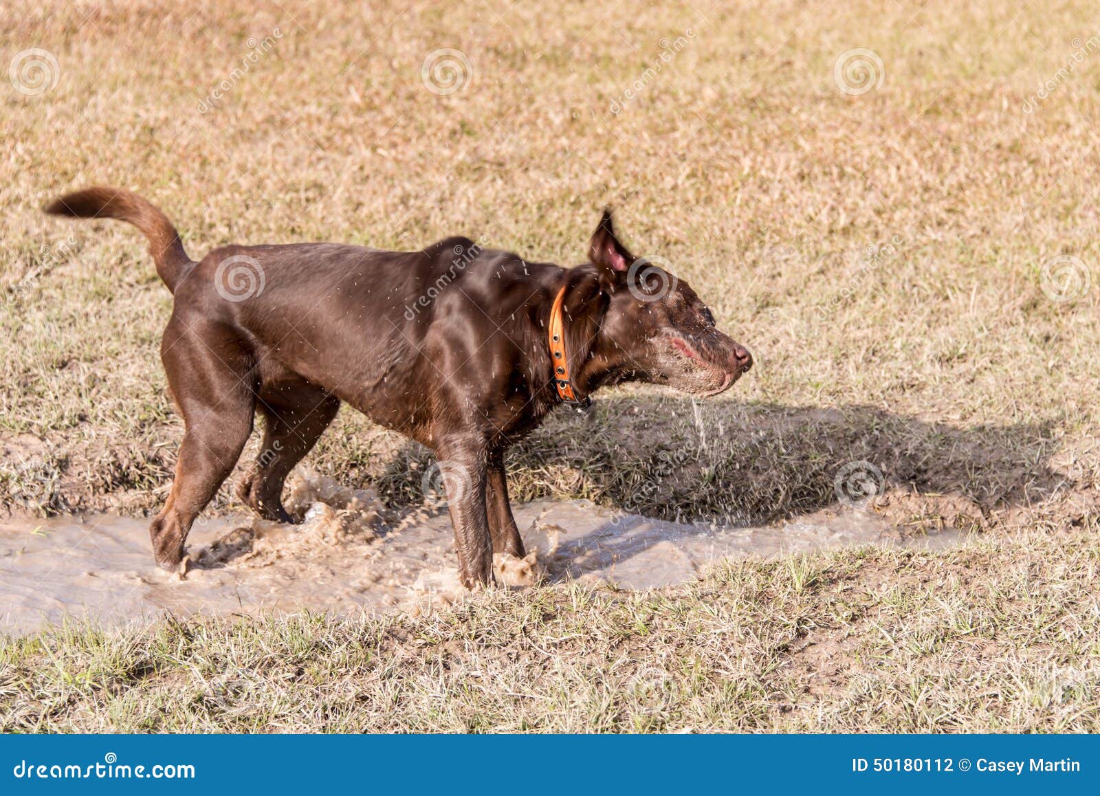 Chocolate Lab Playing at the Dog Park Stock Photo - Image of field ...