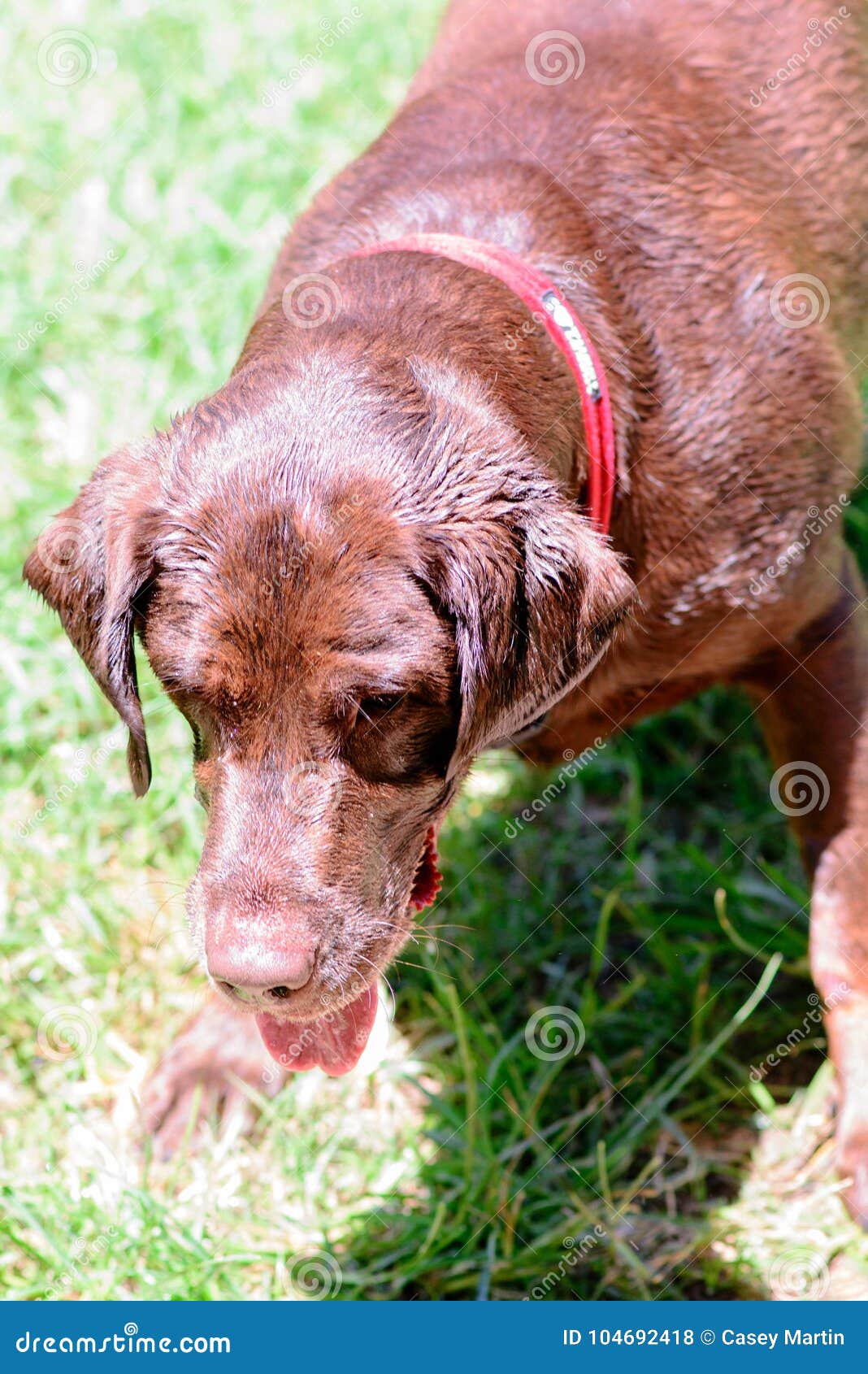 Chocolate Lab Playing Fetch on Green Grass Stock Photo - Image of ...