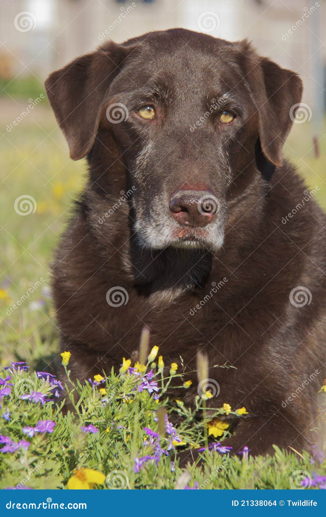 Chocolate Lab Portrait stock photo. Image of brown, purebred - 21338064