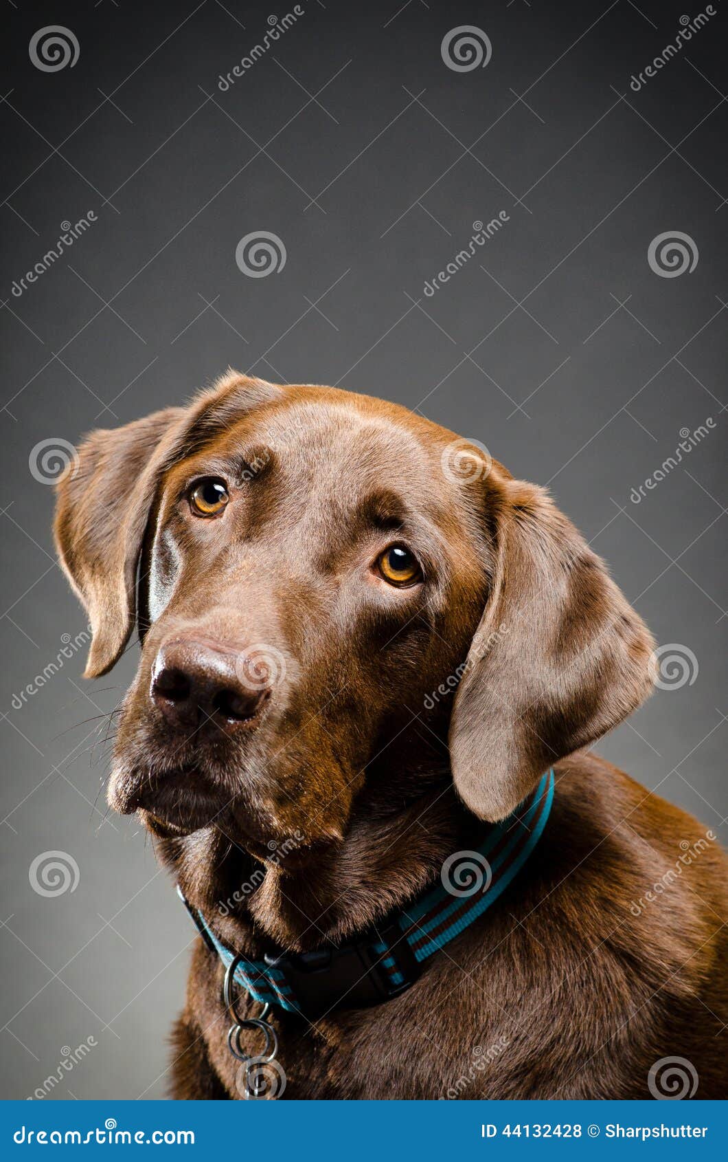 Chocolate lab portrait stock photo. Image of beautiful - 44132428