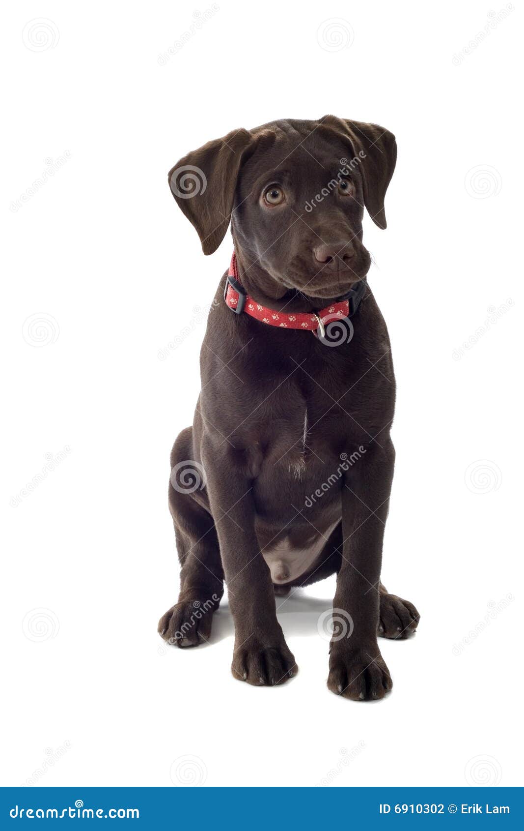 Male Chocolate Lab Puppy
