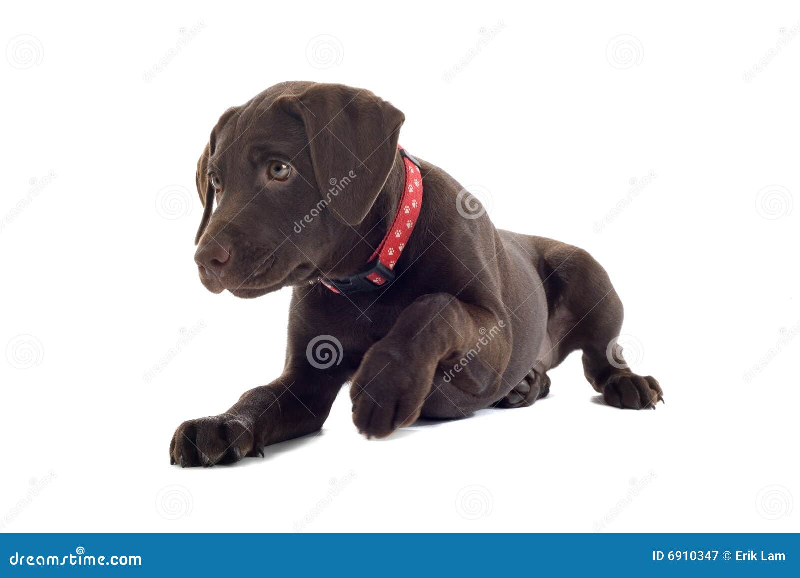 Chocolate lab puppy stock image. Image of isolated, small - 6910347