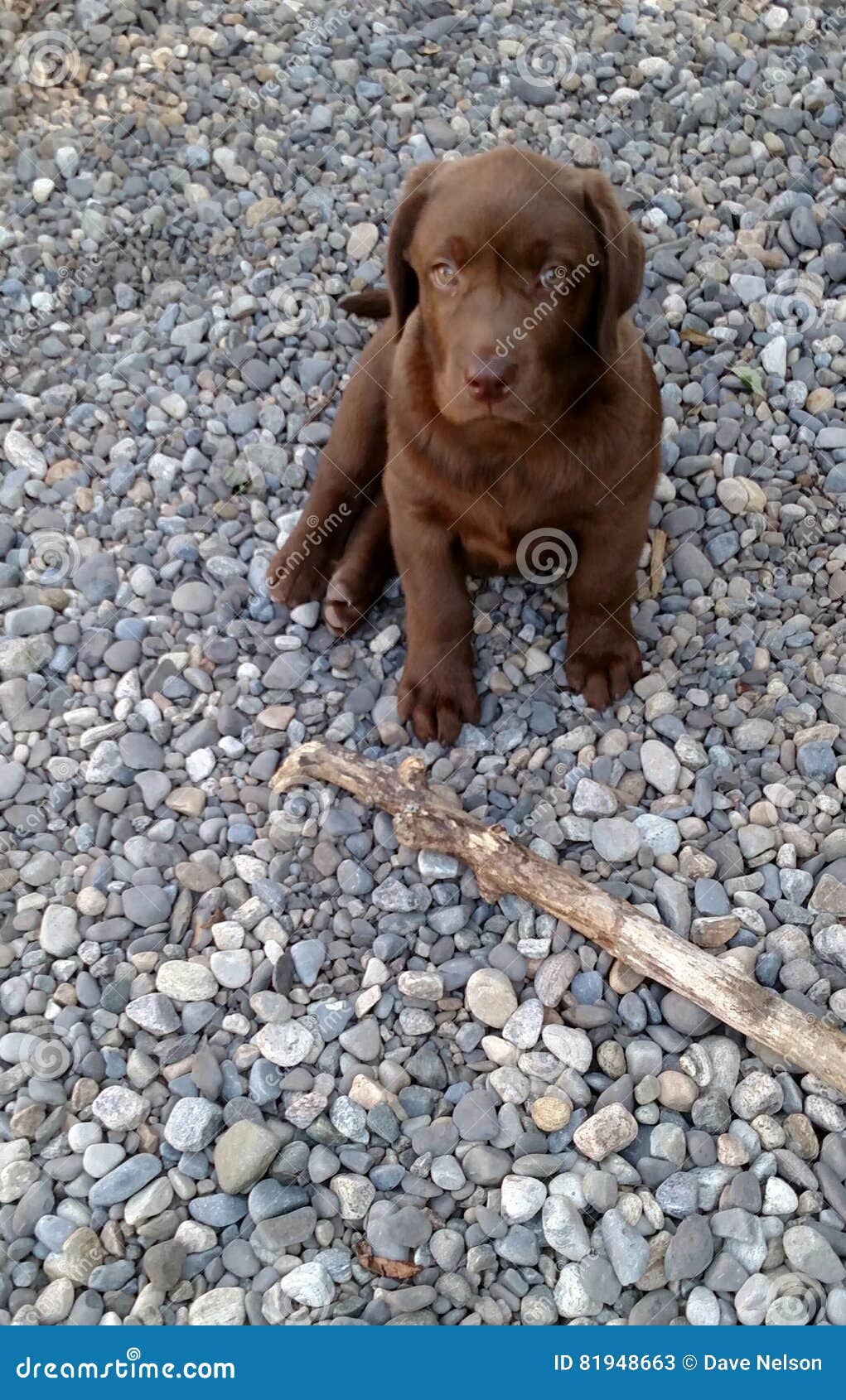 Chocolate lab puppy stock image. Image of stick, retriever - 81948663