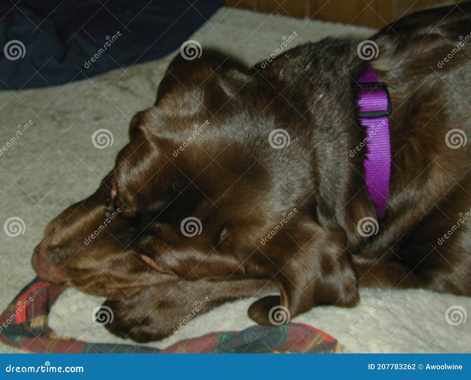 Chocolate Lab with Purple Collar Sleeping Stock Photo - Image of beach ...