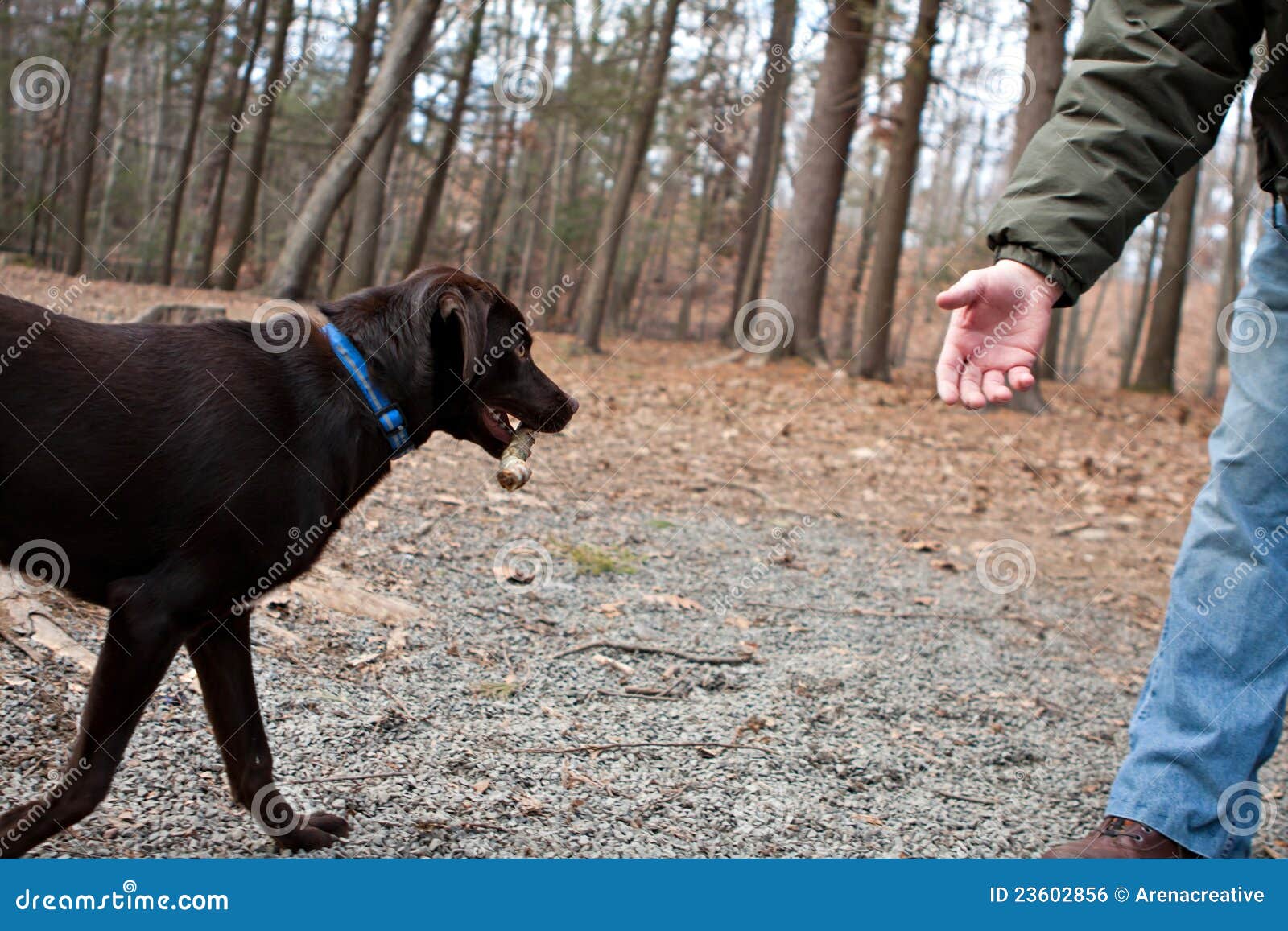 Chocolate Lab Retrieving a Stick Stock Photo - Image of playful, giving ...