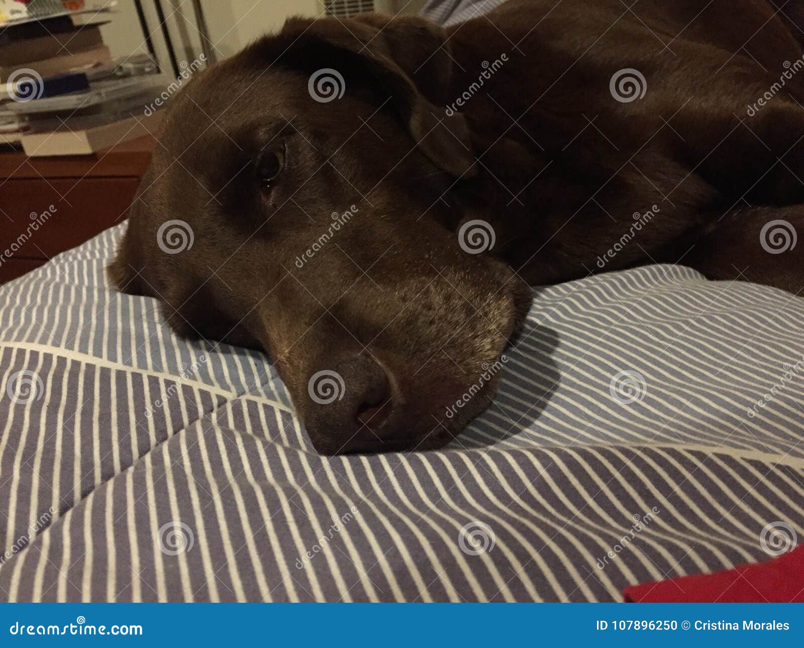 Chocolate Lab sleeping stock photo. Image of striped - 107896250