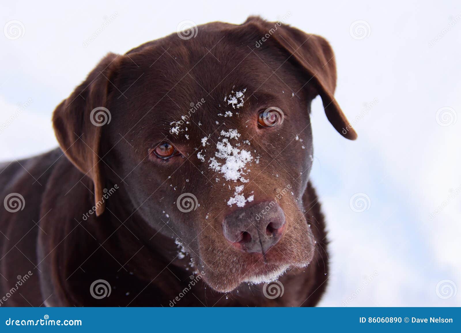 Chocolate Lab Snow Stock Images - Download 100 Royalty Free Photos