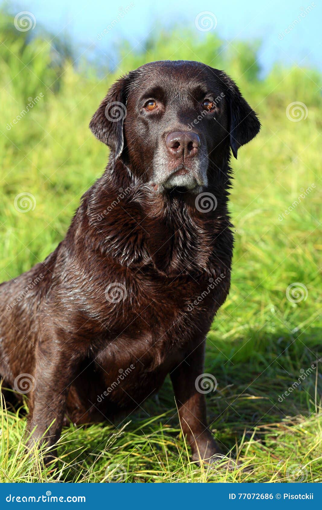Chocolate lab stares stock photo. Image of morning, breed - 77072686