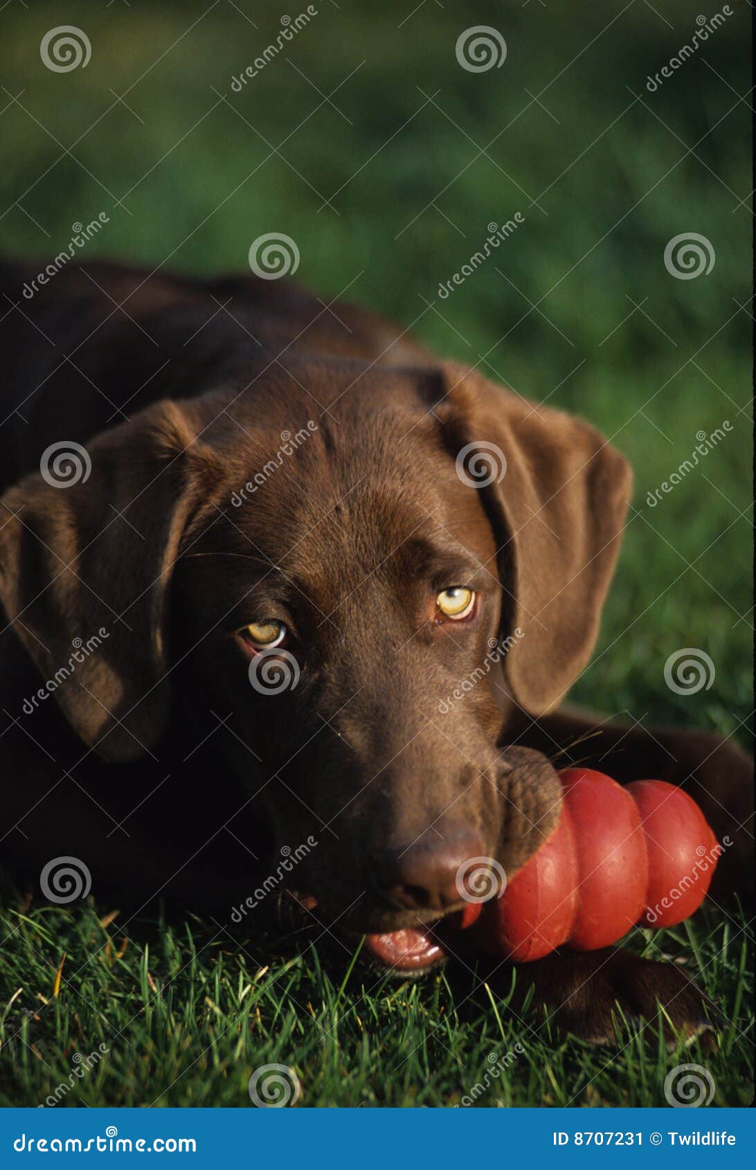 Chocolate Lab with toy stock image. Image of friend, chocolate - 8707231