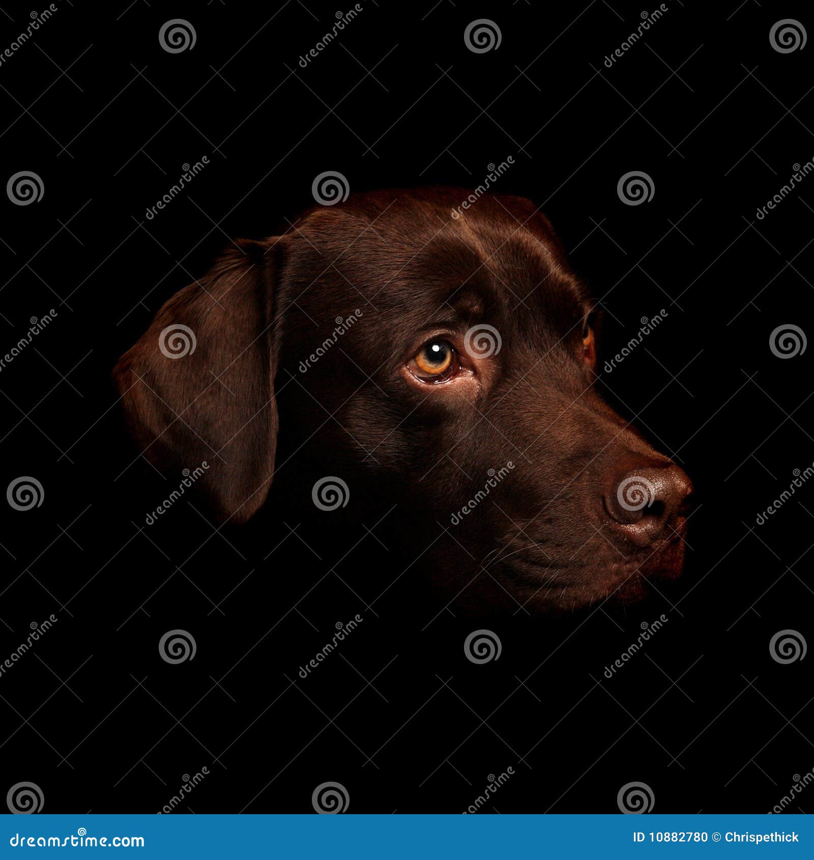 Chocolate Labrador Side Profile Stock Image | CartoonDealer.com #177878521