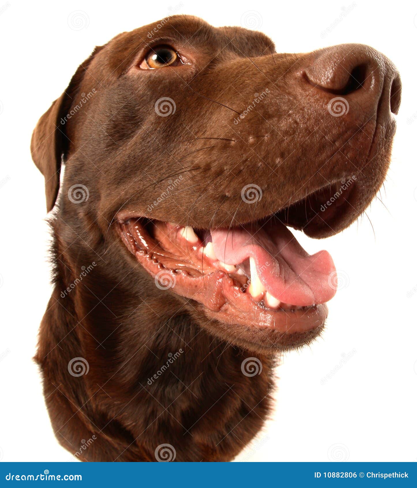 Chocolate Labrador Side Profile Stock Image | CartoonDealer.com #177878521