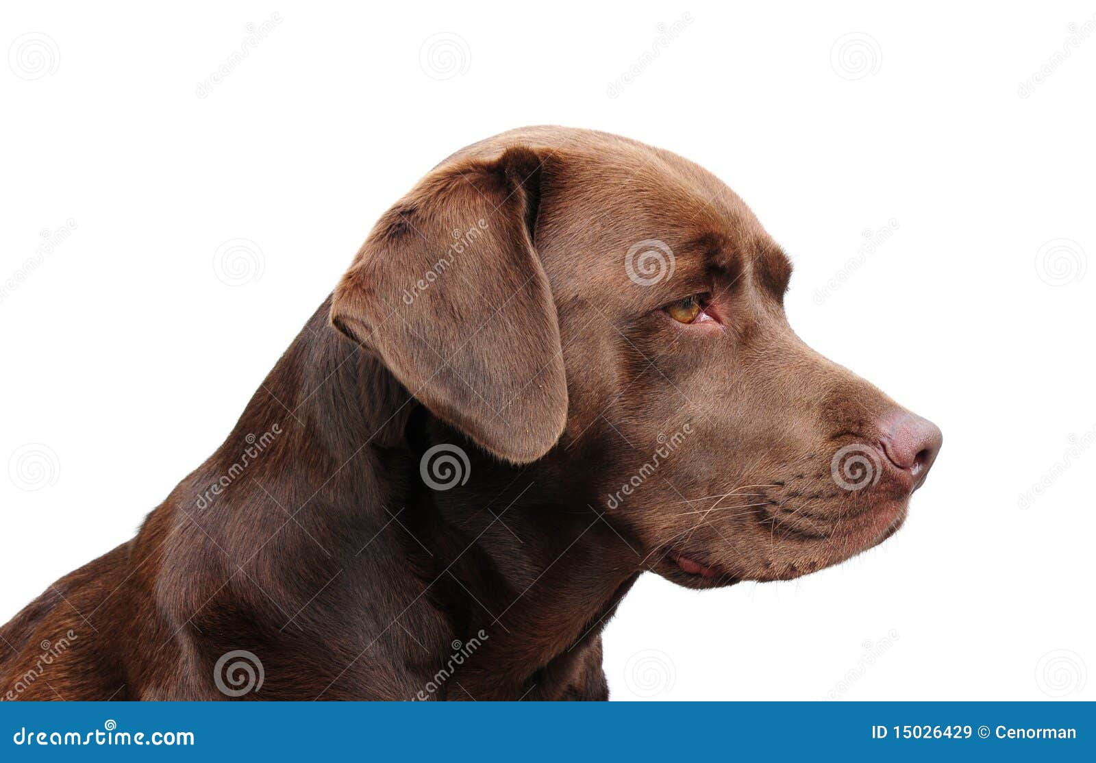 Chocolate labrador stock image. Image of isolated, side - 15026429