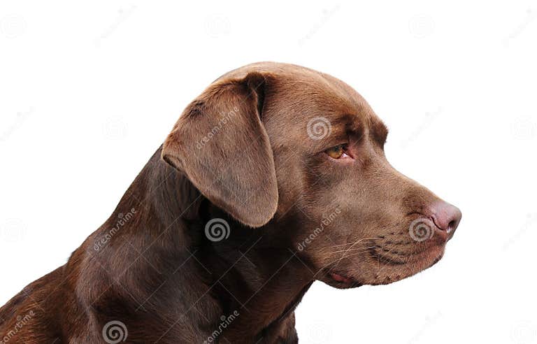 Chocolate labrador stock image. Image of isolated, side - 15026429