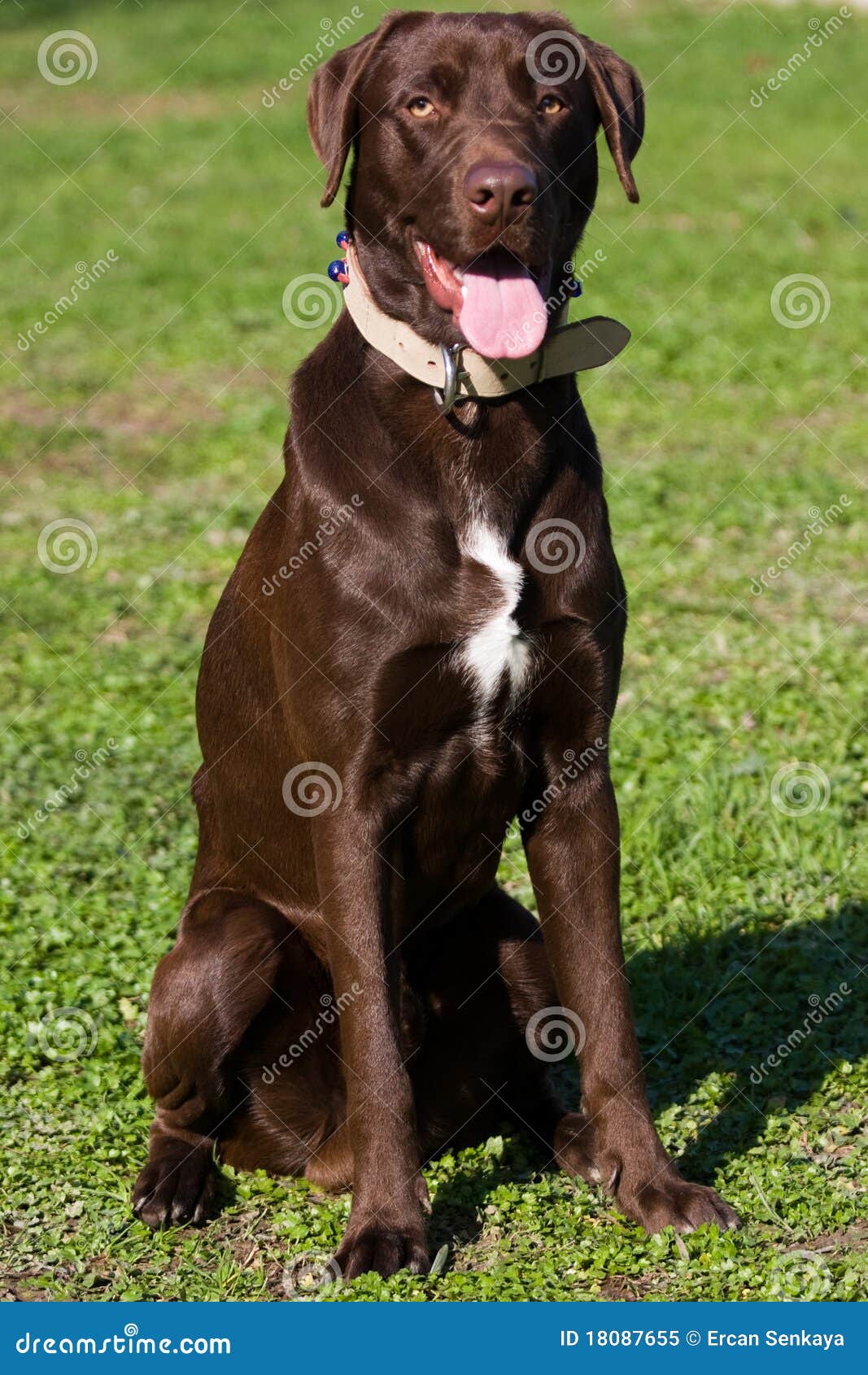 Chocolate labrador stock image. Image of tail, canine - 18087655