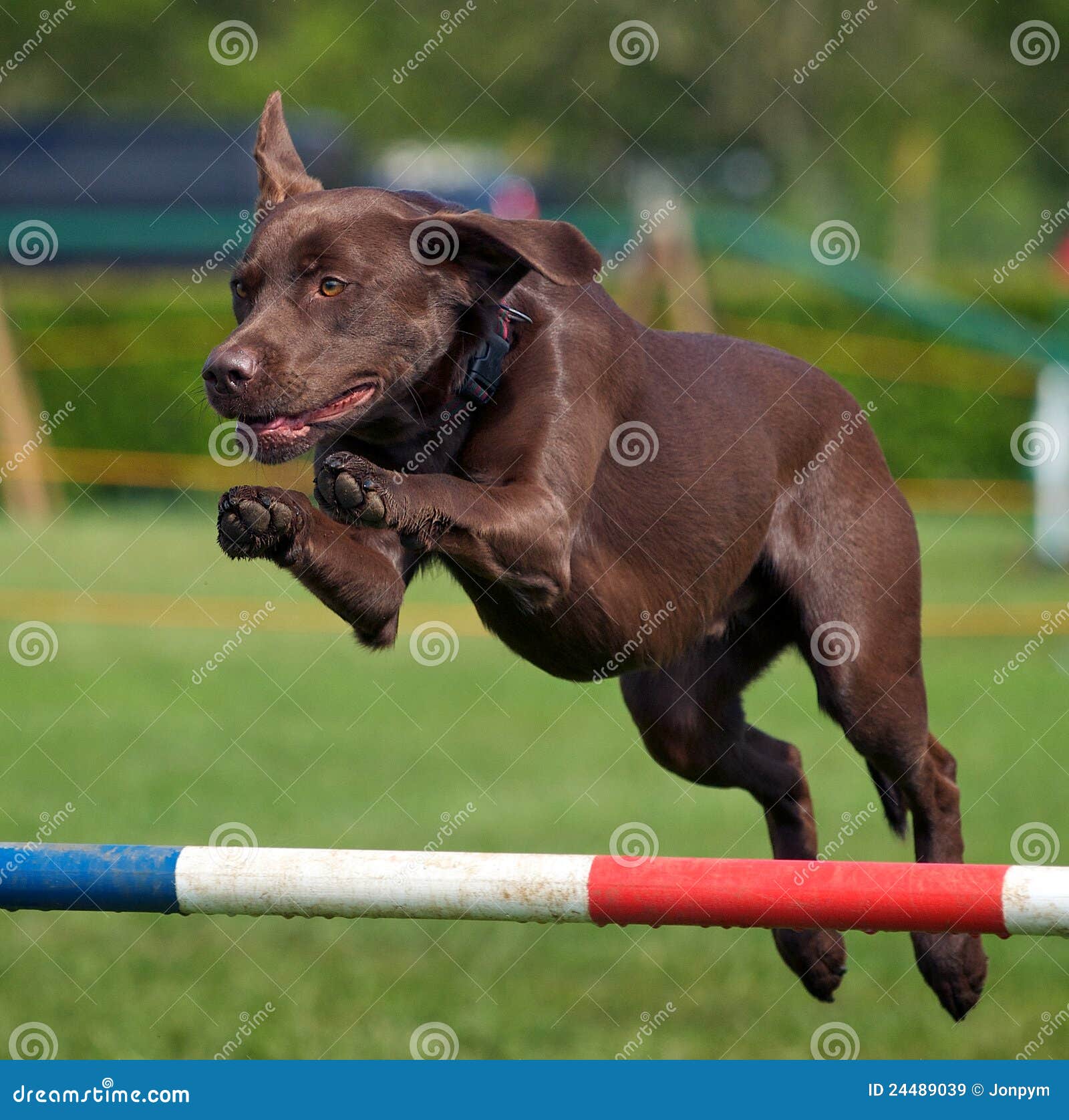 Chocolate Labrador stock image. Image of hurdles, chocolate - 24489039
