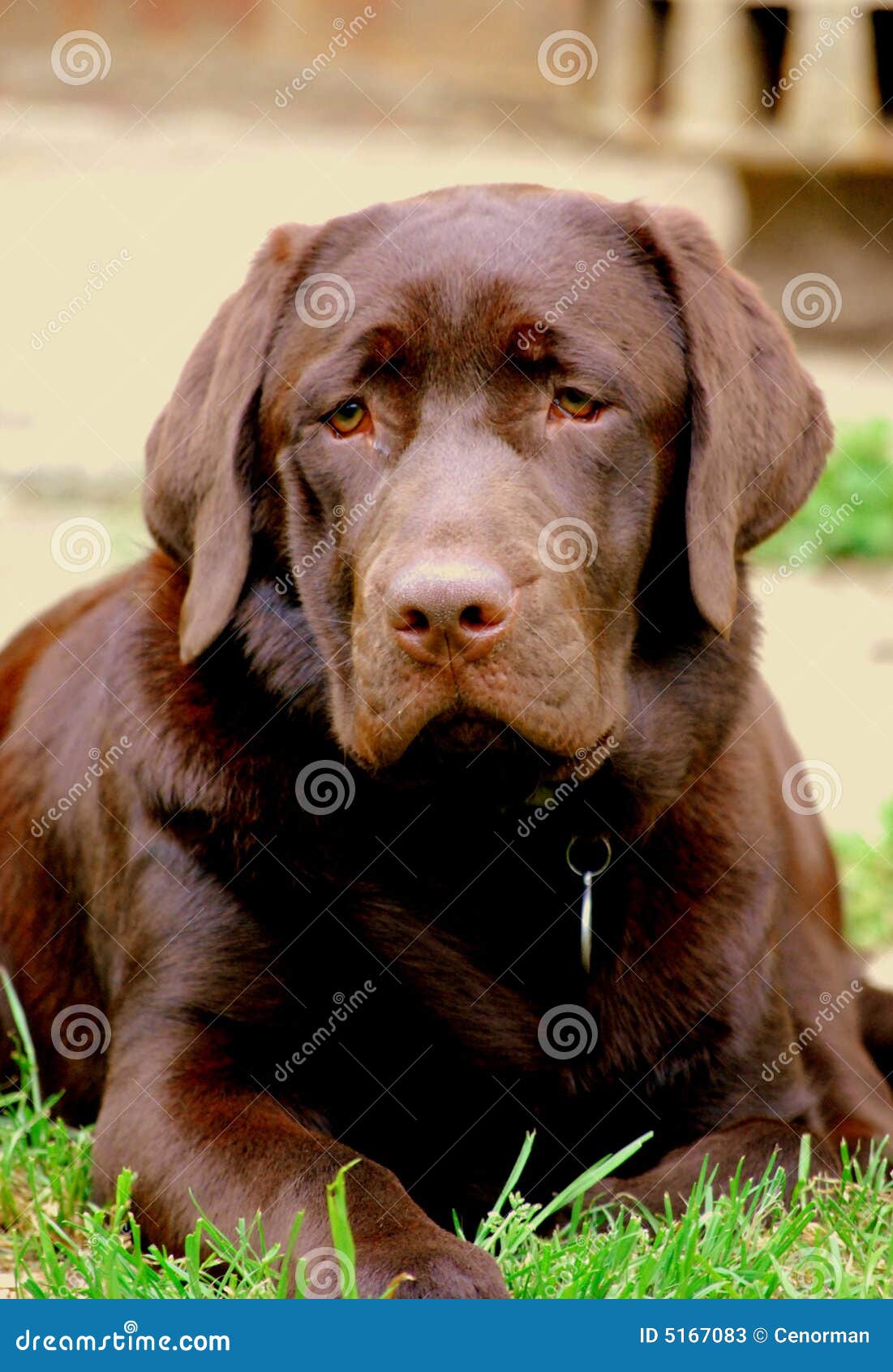 Chocolate labrador stock image. Image of eyes, cute, labrador - 5167083