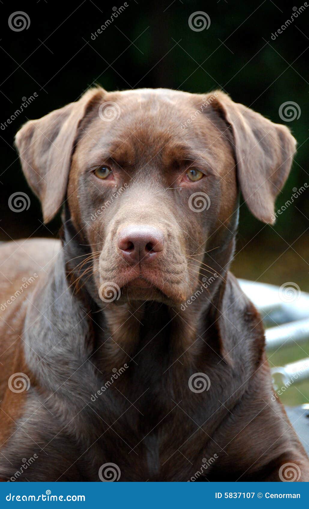 Chocolate labrador stock image. Image of gundog, working - 5837107