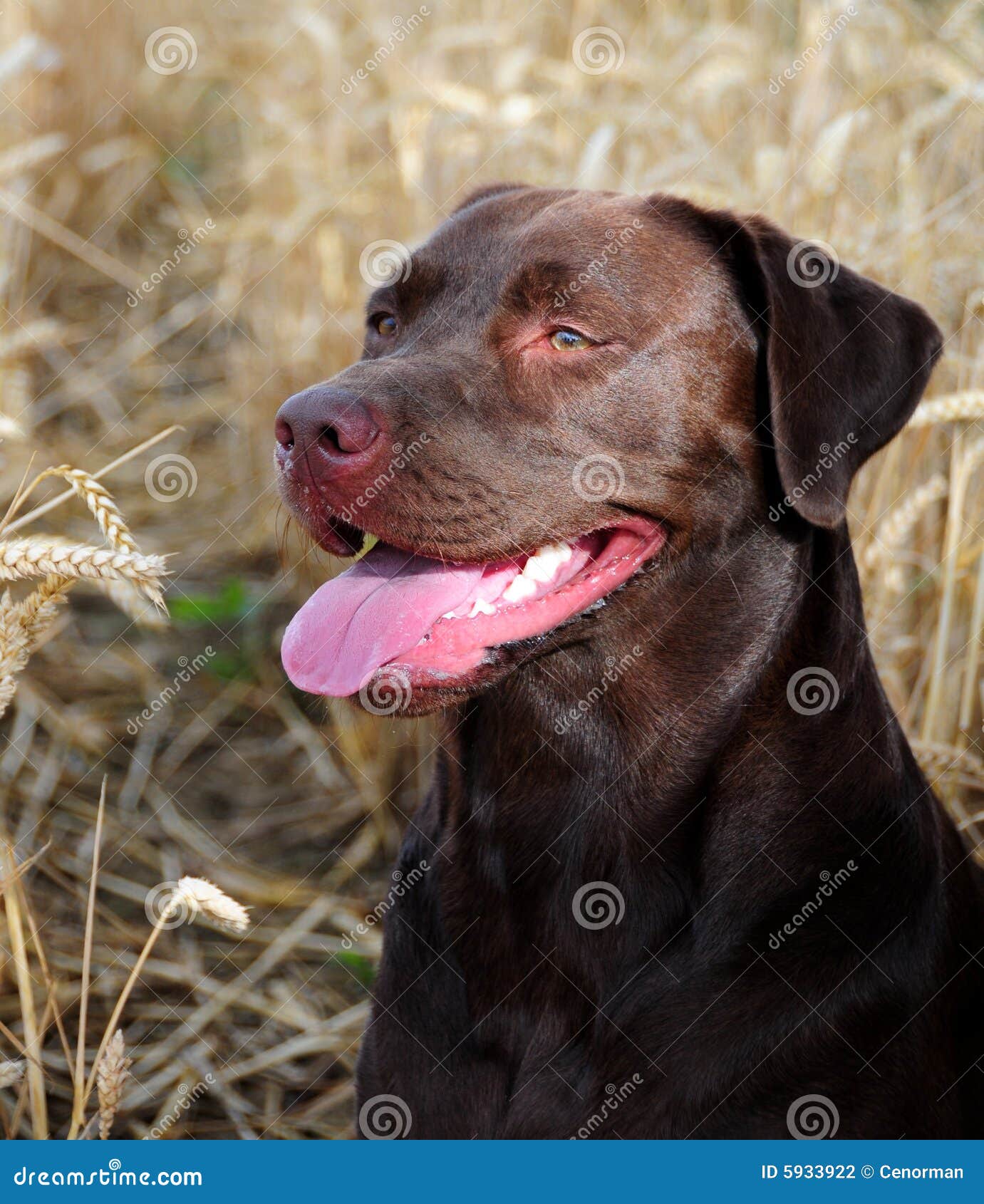 Chocolate labrador stock photo. Image of brown, working - 5933922