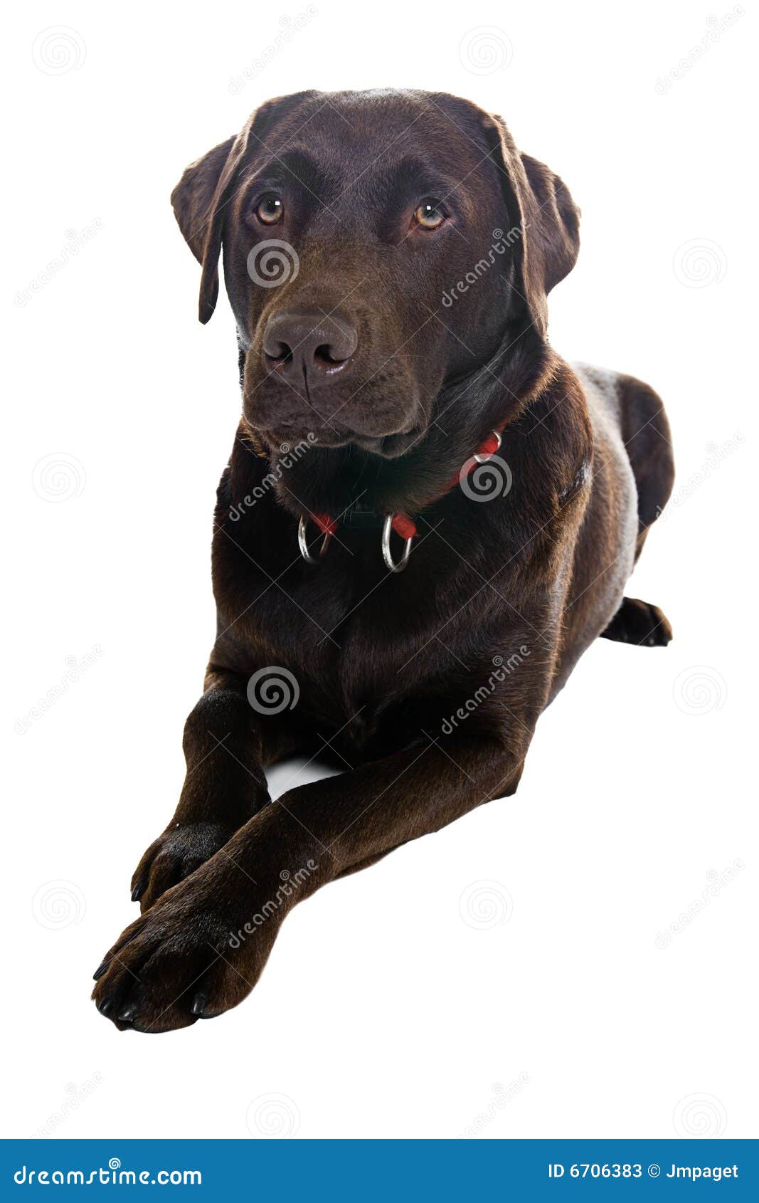 Chocolate Labrador stock image. Image of retriever, pose - 6706383