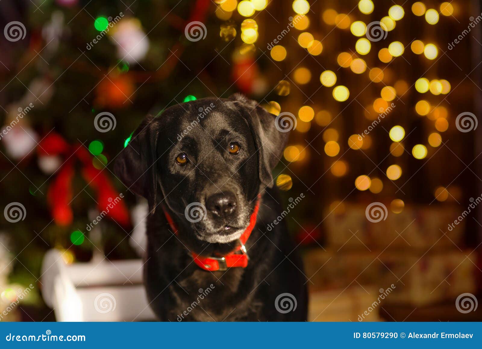 Chocolate Labrador Against a Background of Christmas Tree Stock Photo ...