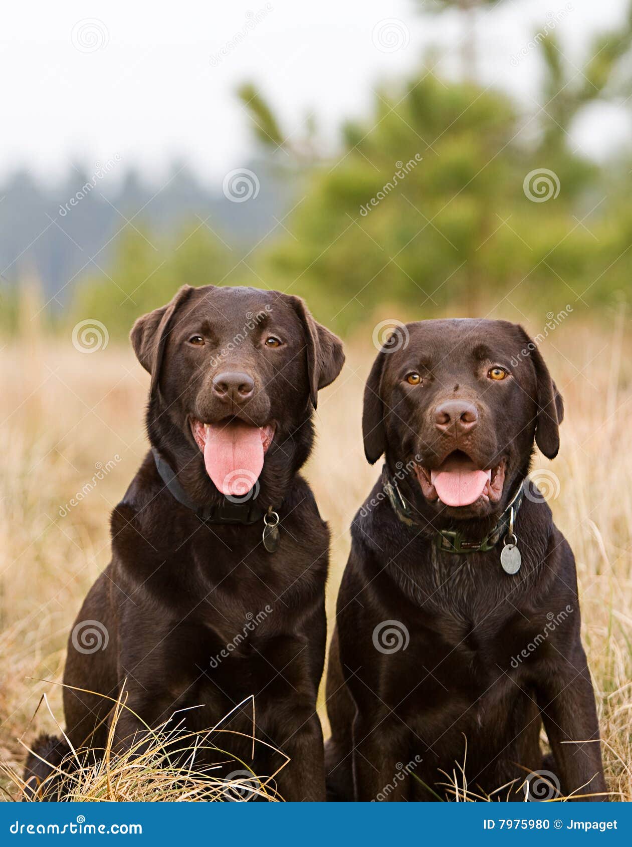 Chocolate Labrador Brothers in the Countryside Stock Photo - Image of ...