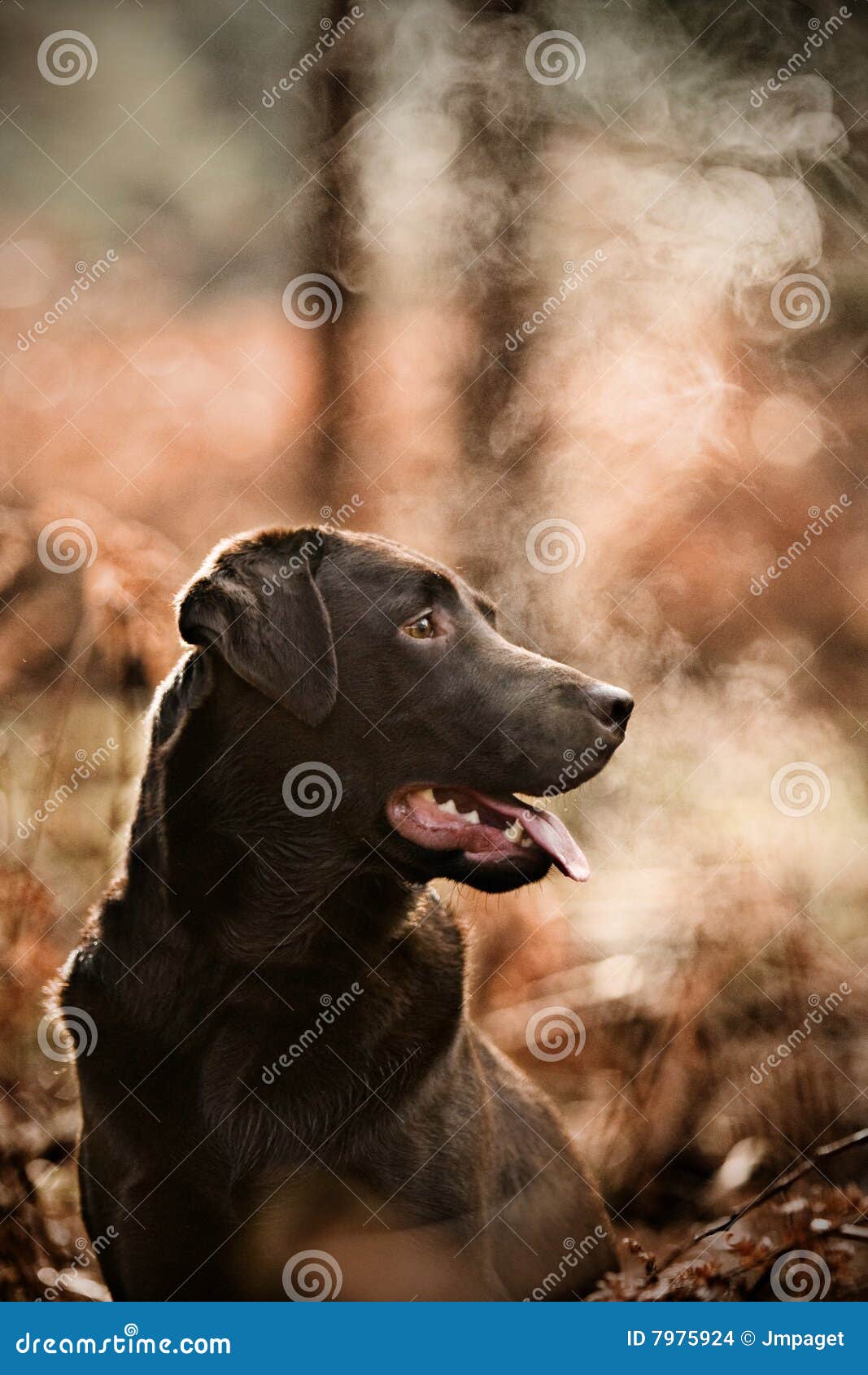 Chocolate Labrador in Cold Countryside Stock Photo - Image of happy ...