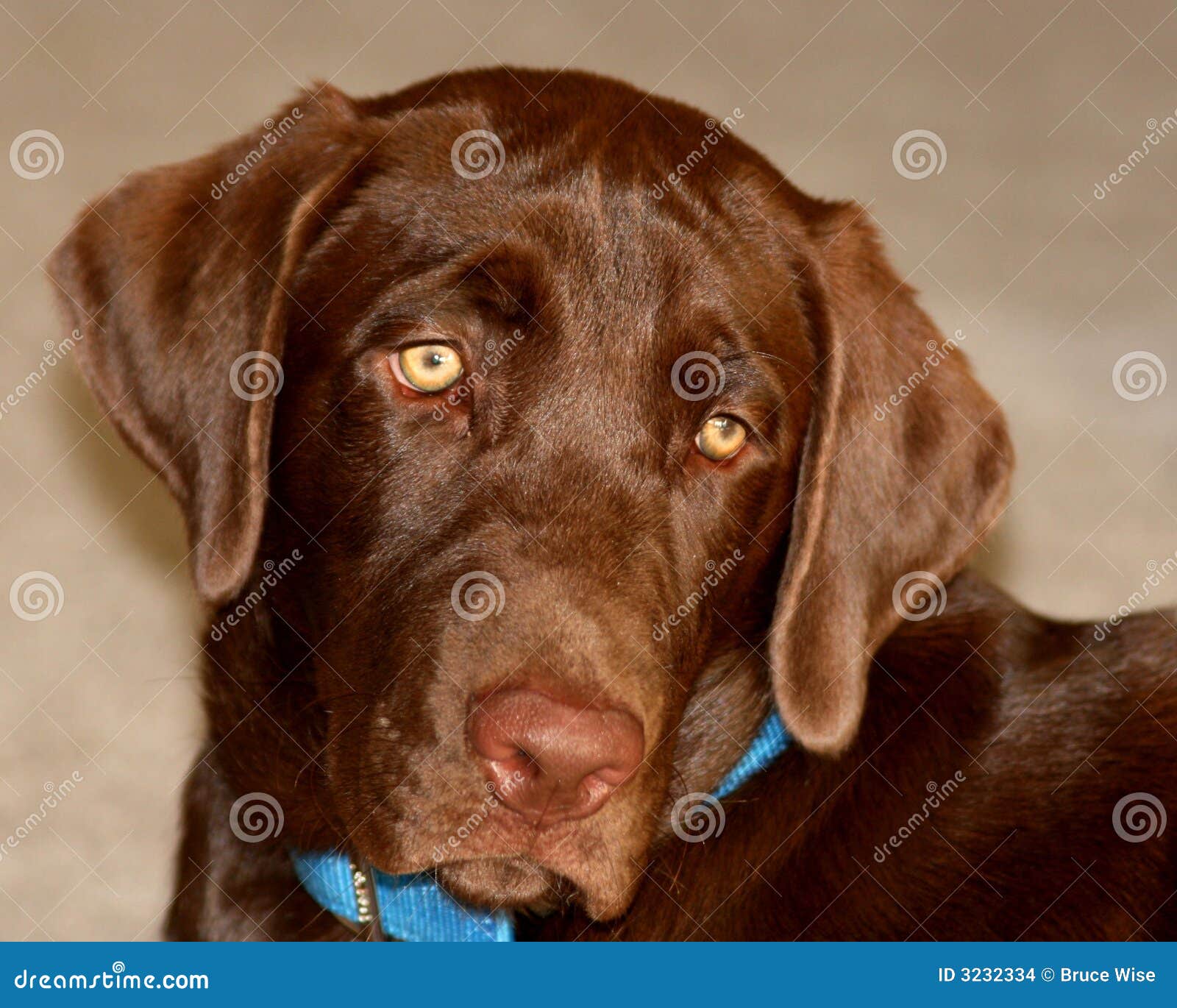Chocolate Labrador Dog stock photo. Image of canine, closeup - 3232334