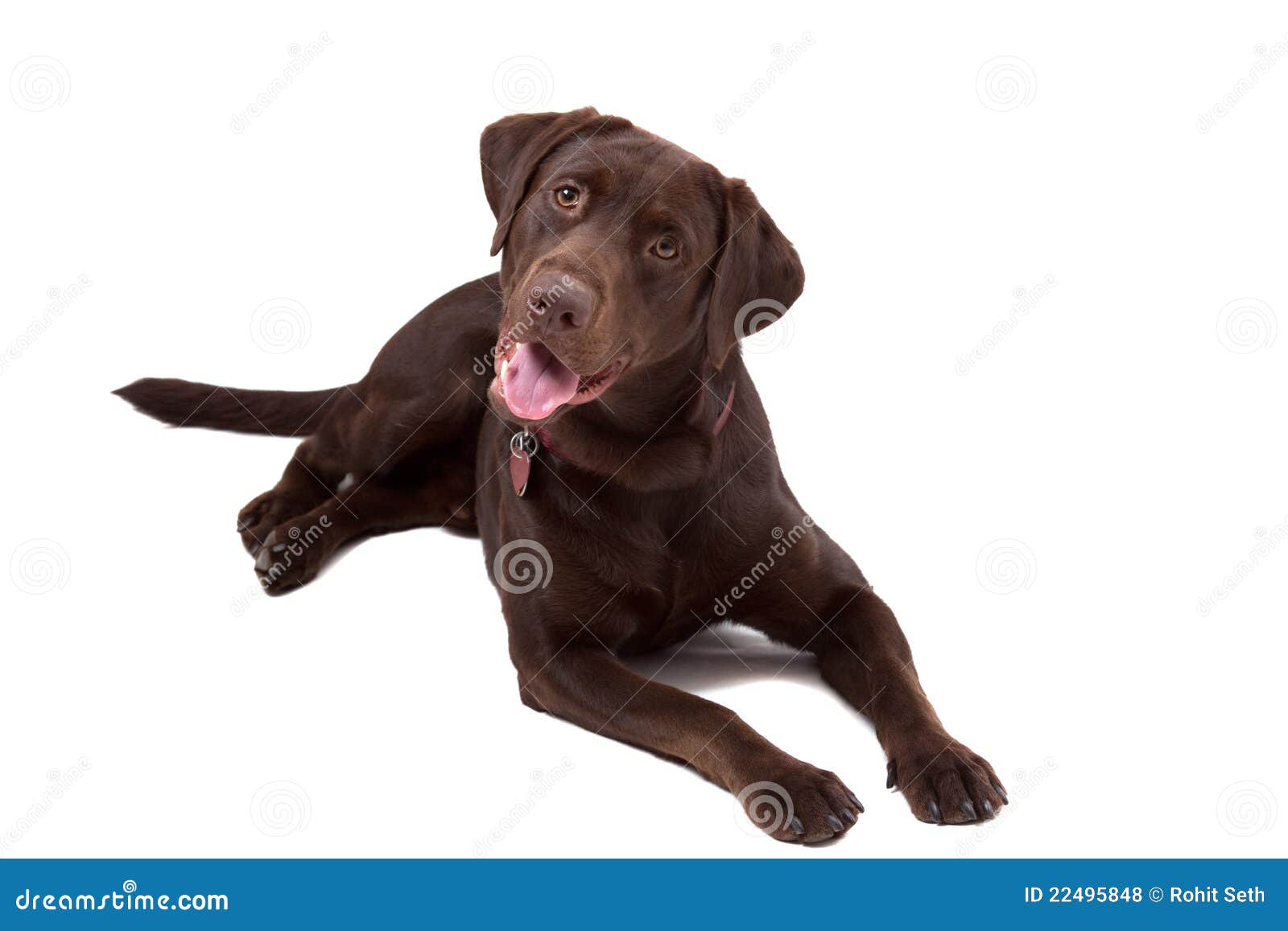 Chocolate Labrador Side Profile Stock Image | CartoonDealer.com #177878521