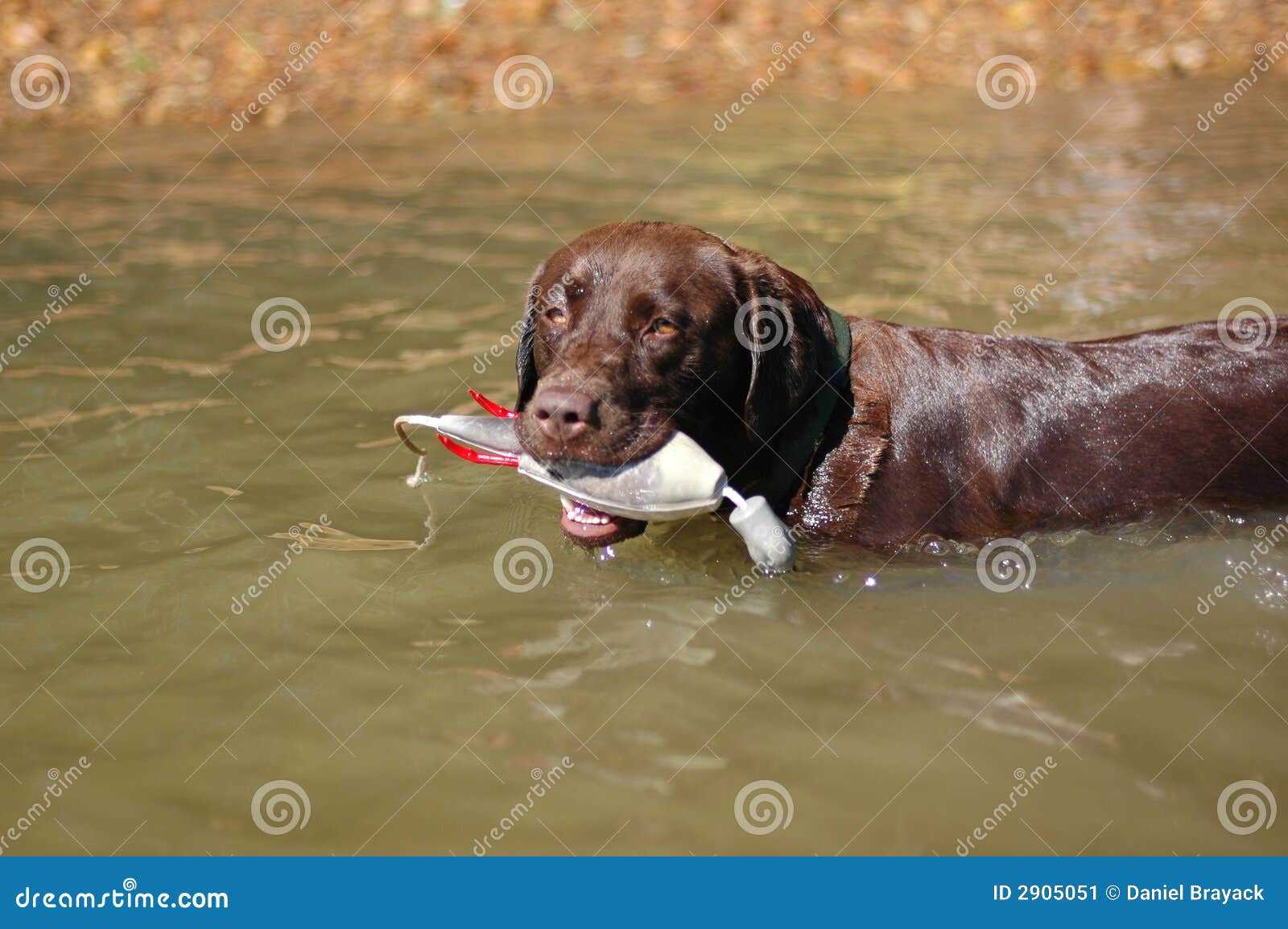 Chocolate Labrador with Duck Stock Image - Image of mutt, hound: 2905051