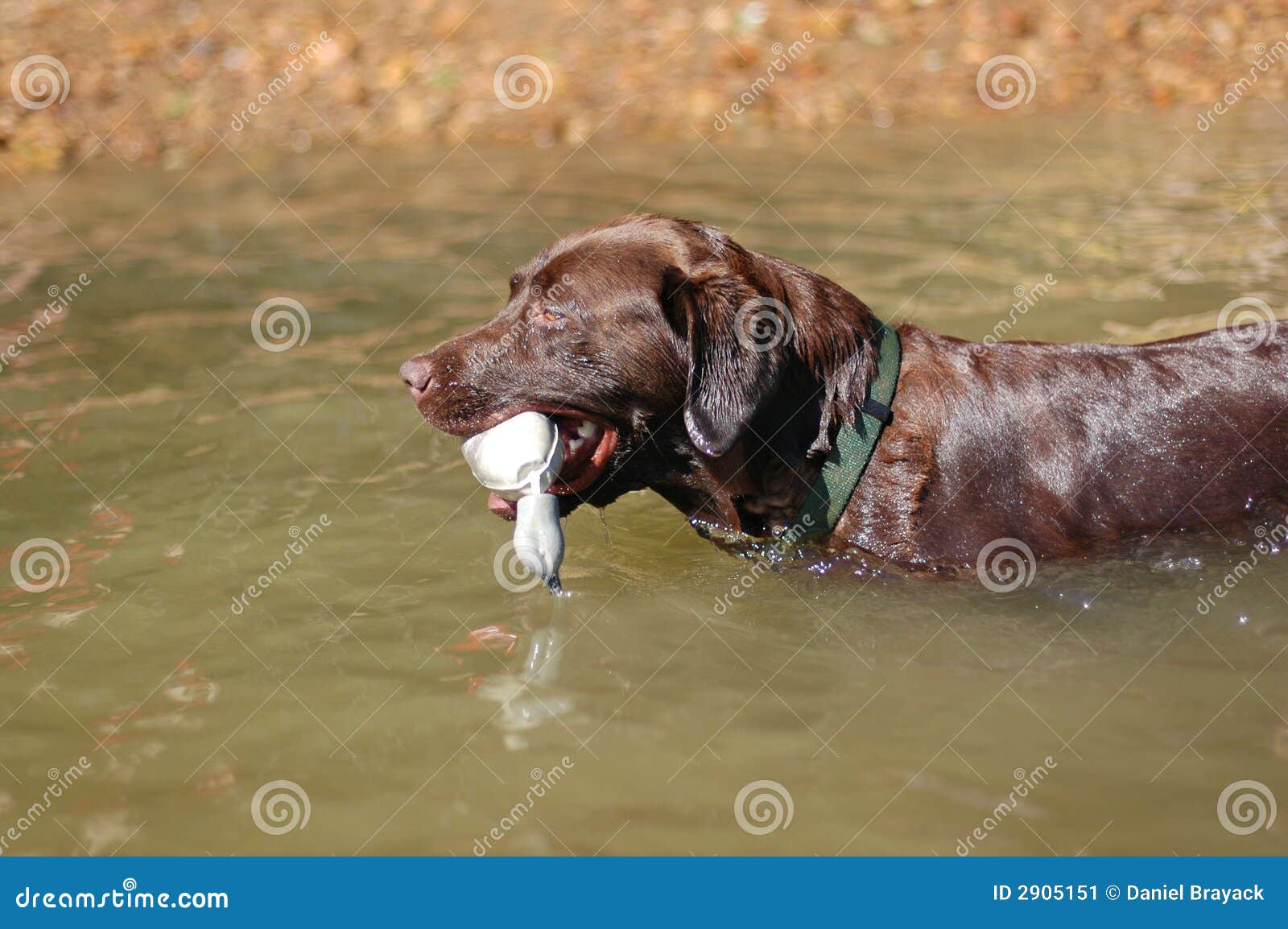 Chocolate Lab Duck