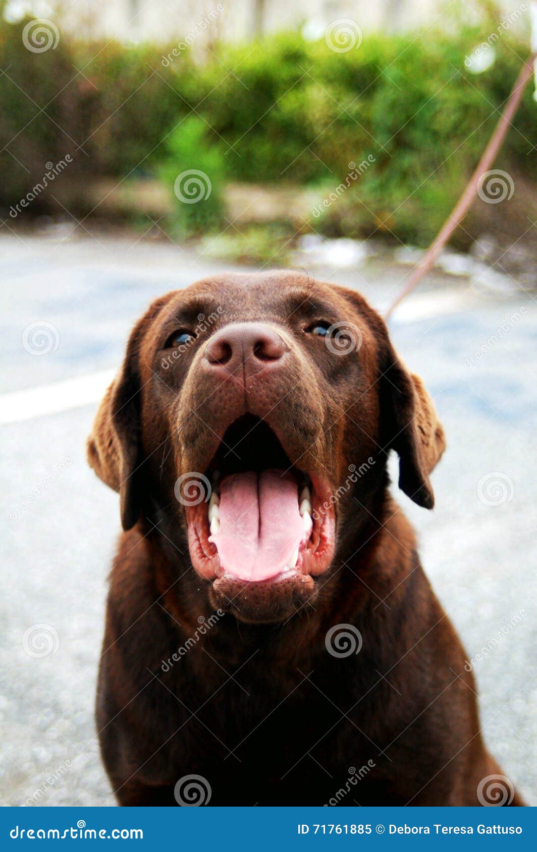 Chocolate Labrador Female Barking Stock Image - Image of collar ...