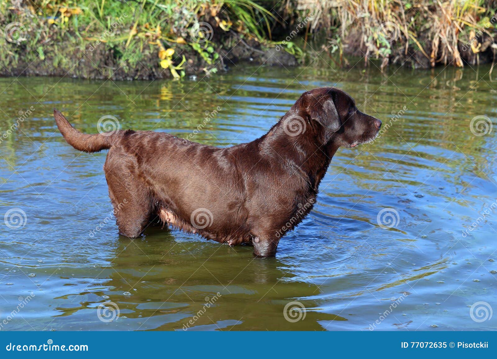 A Chocolate Labrador. Female Dog Stock Image - Image of canine, nature ...