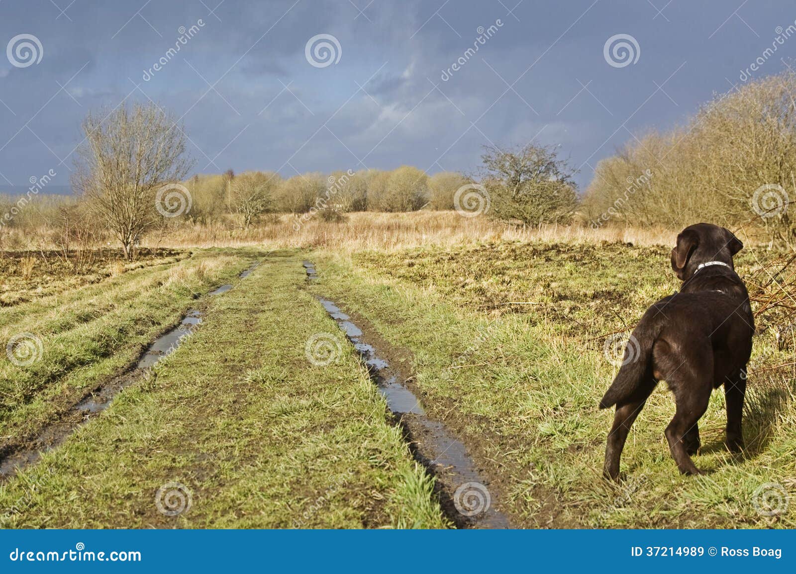 Chocolate Labrador field stock image. Image of dark, grass - 37214989