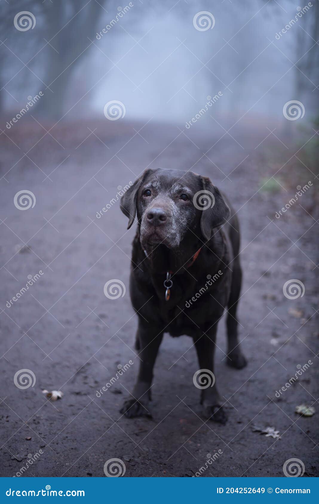 Chocolate Labrador in a Foggy Forest Stock Image - Image of foggy ...