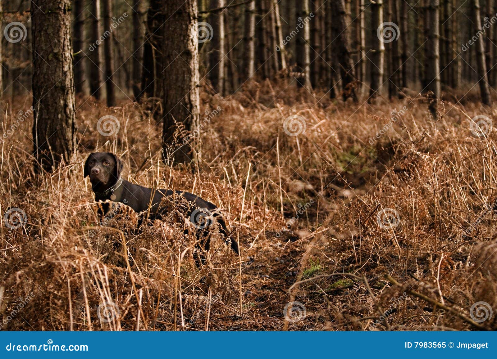 Chocolate Labrador in the Forest Stock Image - Image of chocolate ...