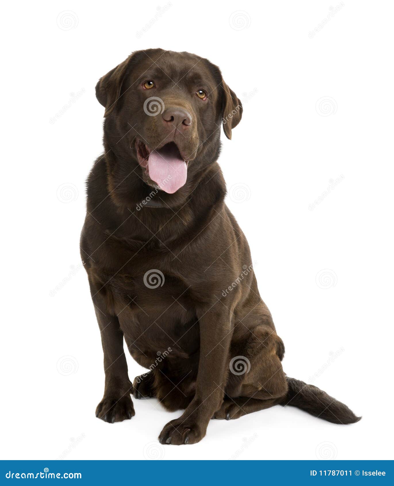 Chocolate Labrador Side Profile Stock Image | CartoonDealer.com #177878521