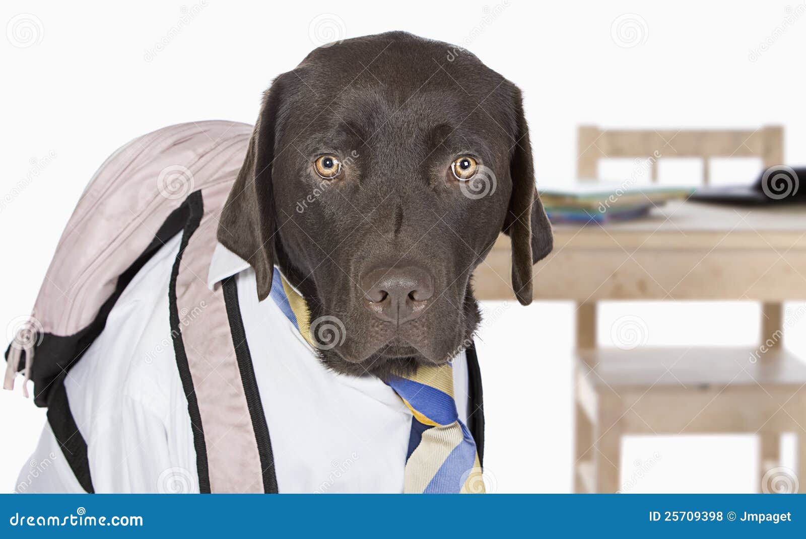 Chocolate Labrador Going Back To School Stock Photo - Image of humour ...