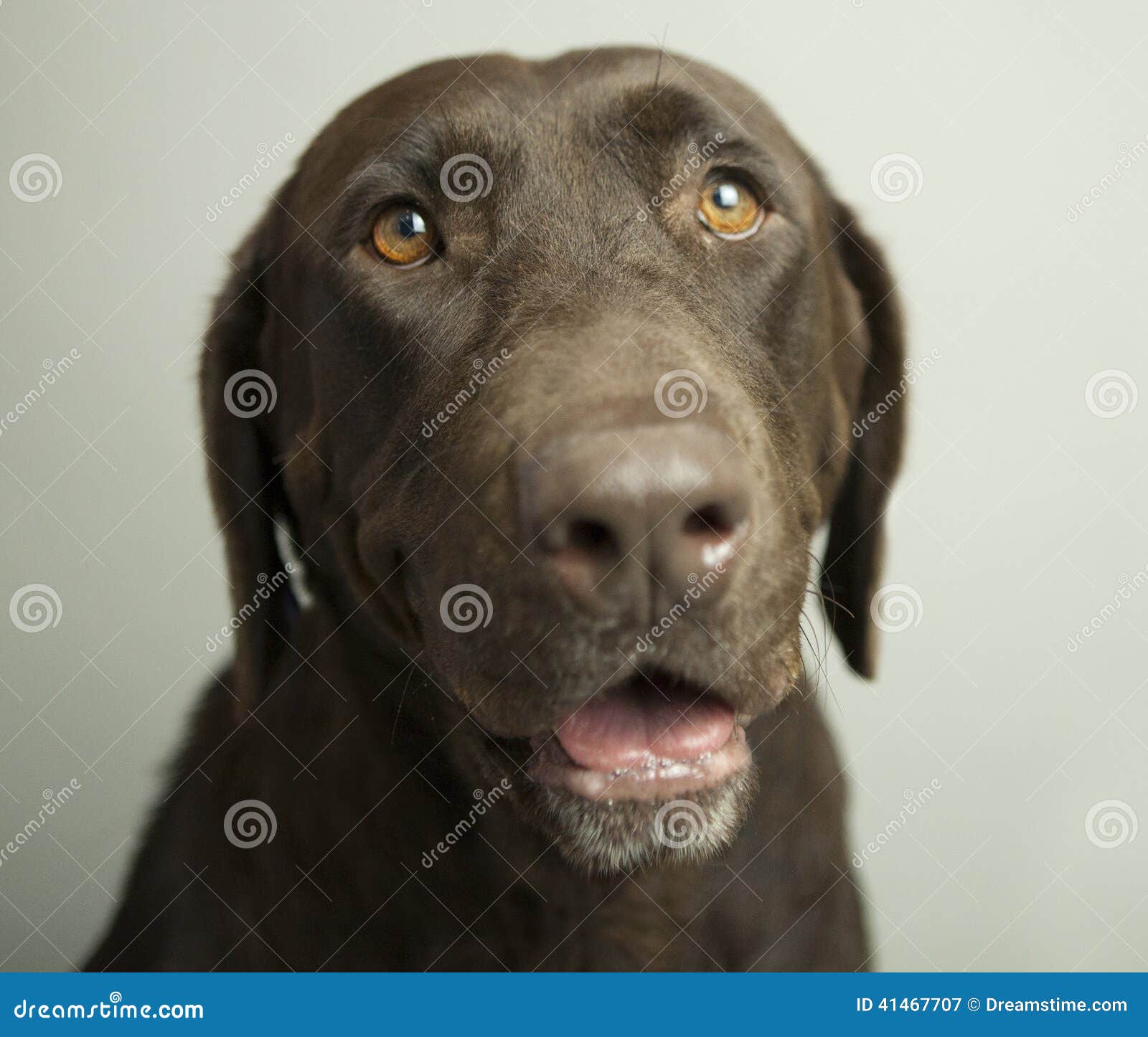 Chocolate Labrador stock image. Image of happy, loyal - 41467707