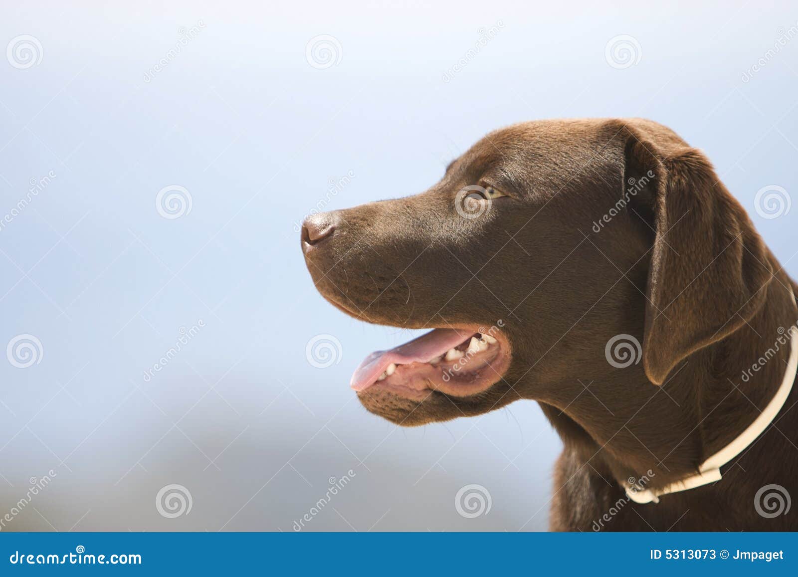 Chocolate Labrador Head Profile Stock Image - Image of liver, pets: 5313073