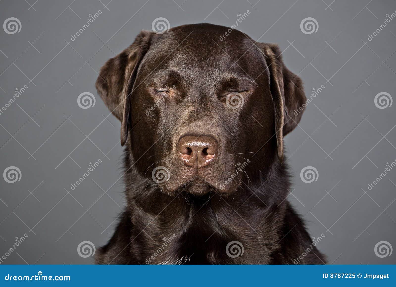 Chocolate Labrador with His Eyes Shut Stock Image - Image of stare ...