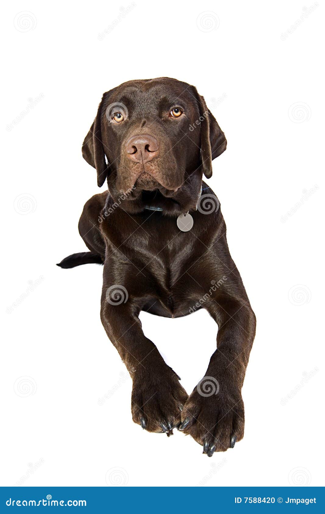 Chocolate Labrador Lying Down Stock Photo - Image of trained, collar ...