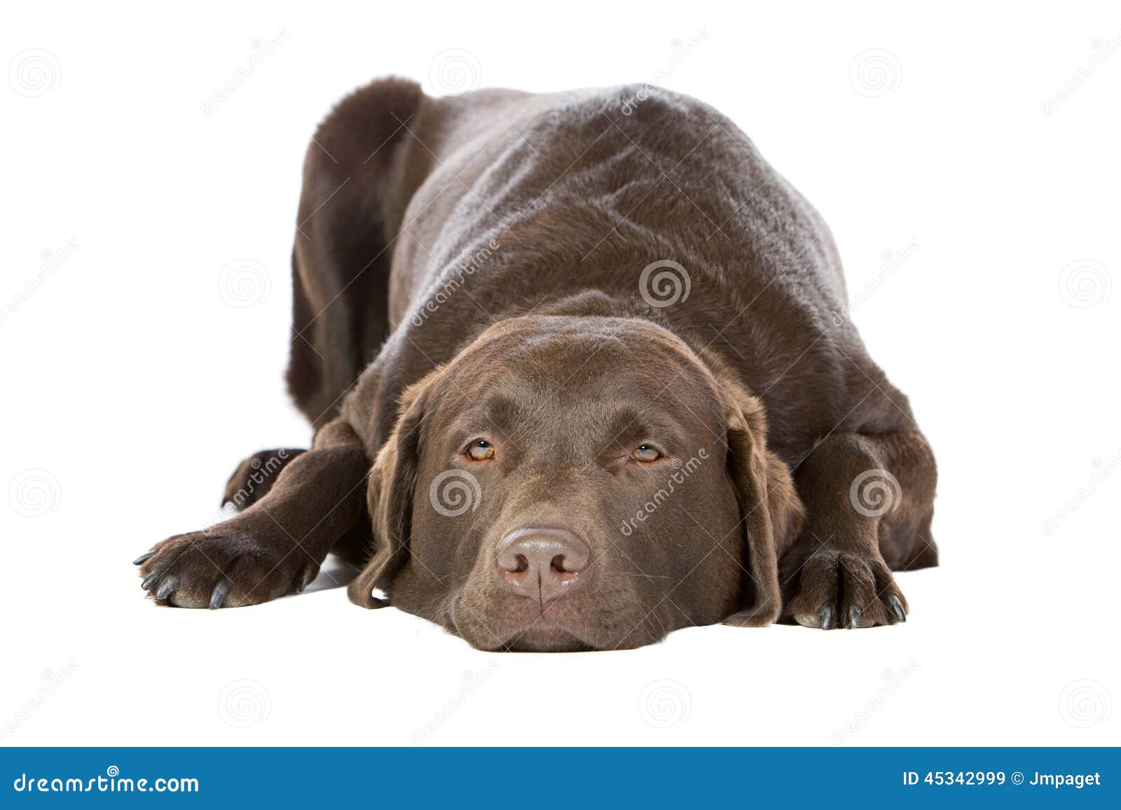 Chocolate Labrador Lying Down Stock Image - Image of chocolate ...
