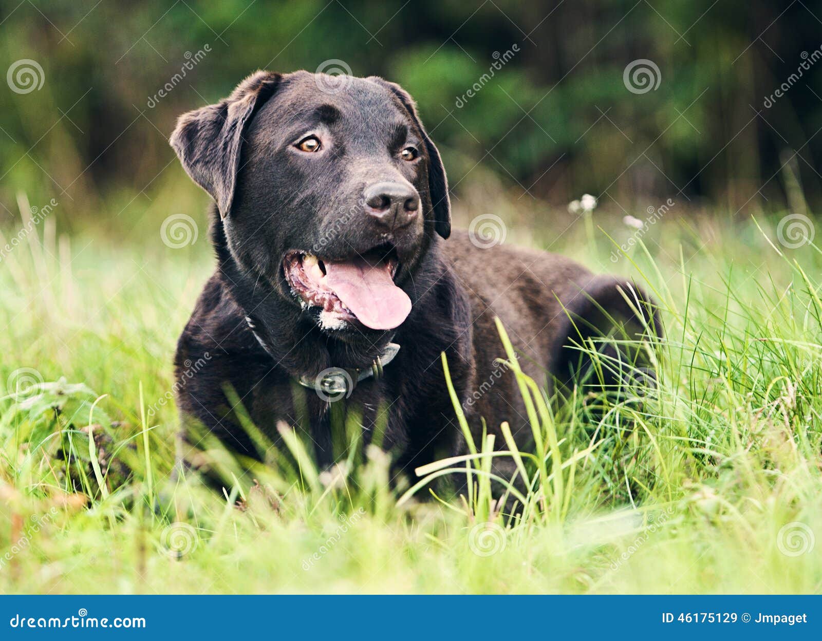 Chocolate Labrador Lying Down Stock Image - Image of chocolate ...