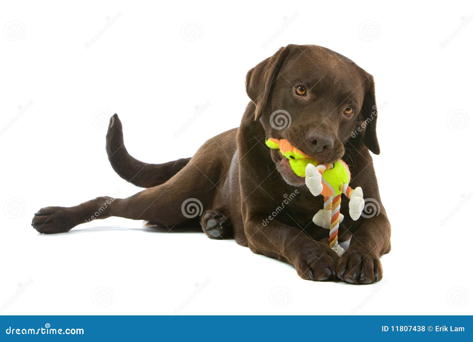 Chocolate Labrador playing stock photo. Image of chews - 11807438