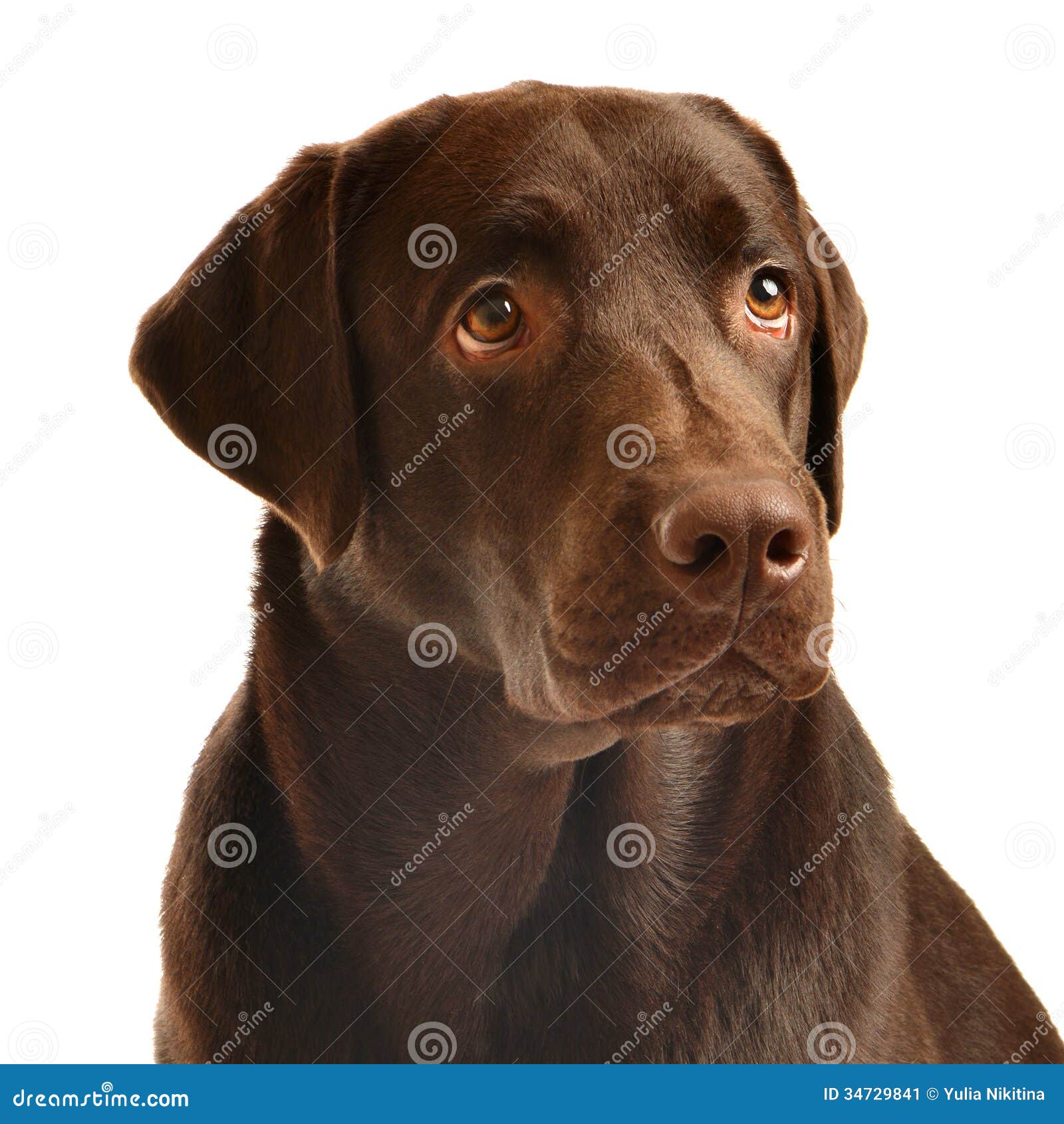 Chocolate Labrador Portrait Stock Image - Image of face, animals: 34729841